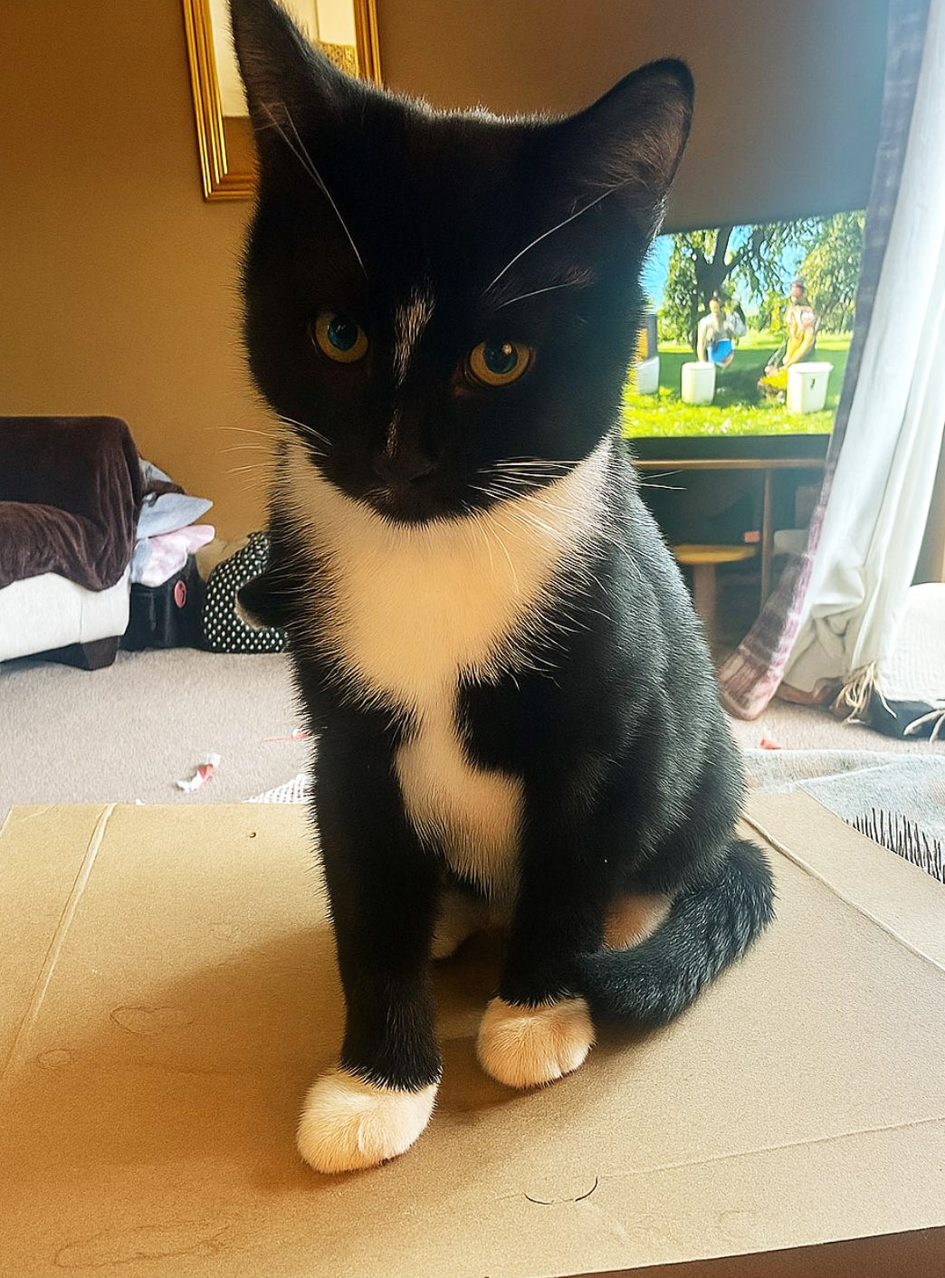 Freddie - Catitude Cat Rescue
